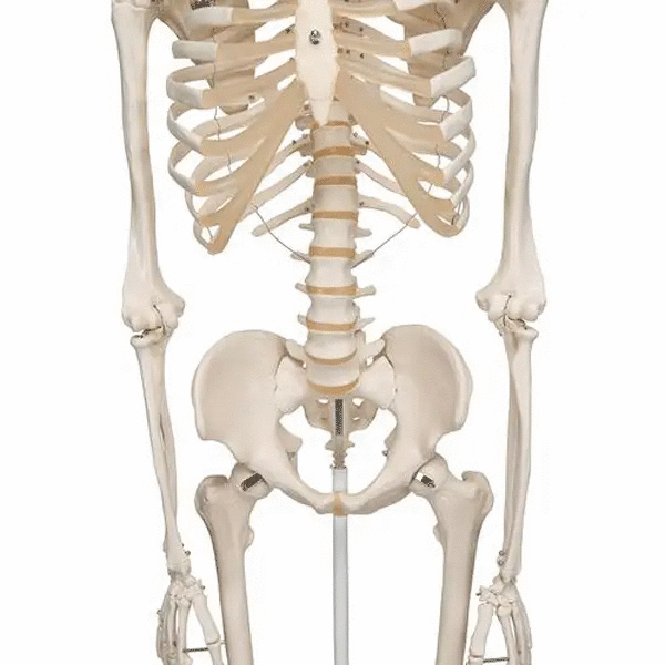 Schelet anatomic uman, model Stan, cu suport mobil – Medizone